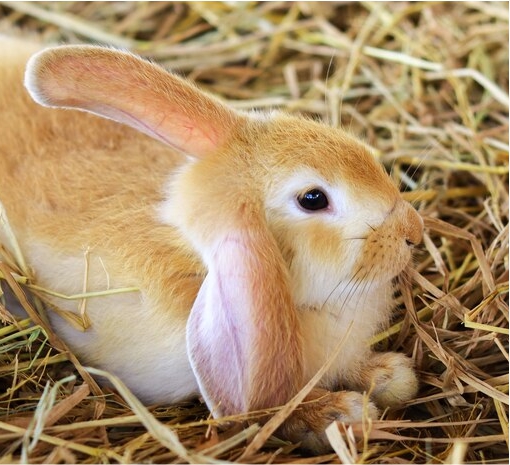 RHDV Statement - Rabbit hemorrhagic disease virus