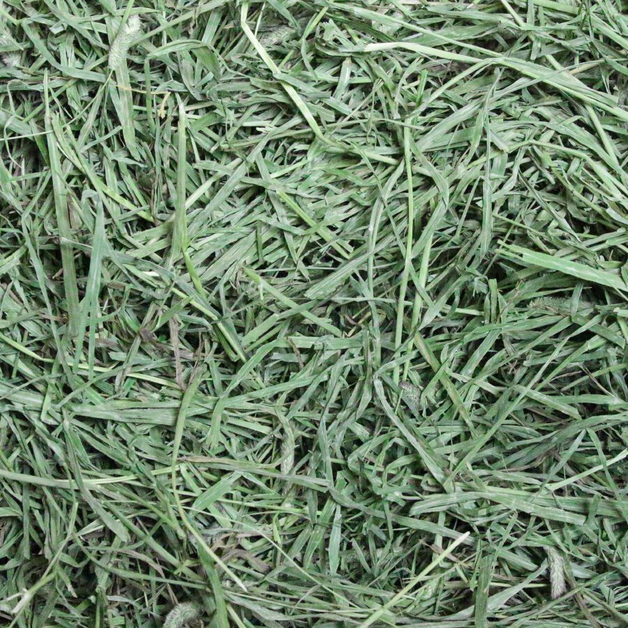 Hay Debate - Timothy Hay vs. Orchard Hay for Small Pets