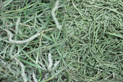 Premium Quality Hay for Small Pets - Grandpa's Best